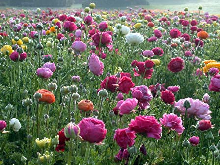 Fruit of the Spirit – For the Love of His Truth